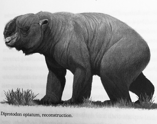 ipernity: Diprotodon optatum - by Dinesh