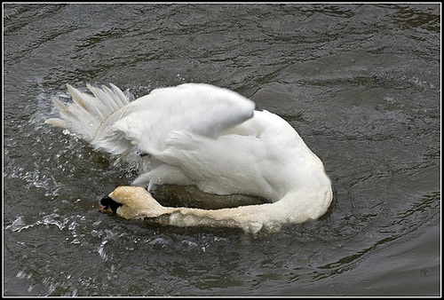 ipernity: Swan having a wash - by Keith Burton
