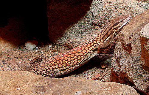 ipernity: 20060509 0261DSCw [D-MS] Stachelschwanzwaran (Varanus ...