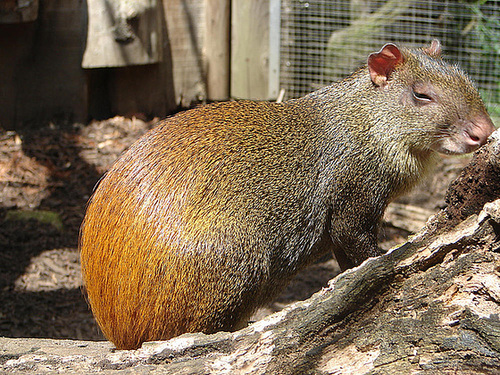 ipernity: 20090618 0539DSCw [D~OS] Goldaguti (Dasyprocta leporina), Zoo ...