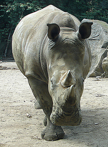 ipernity: 20090618 0557DSCw [D~OS] Breitmaulnashorn (Ceratotherium ...