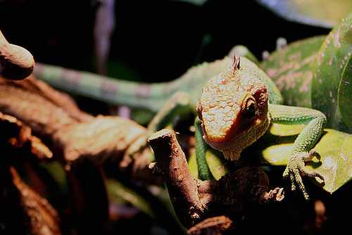 ipernity: 20090910 0675Aw [D~MS] Buntleguan (Polychrus peruvianus), Zoo ...