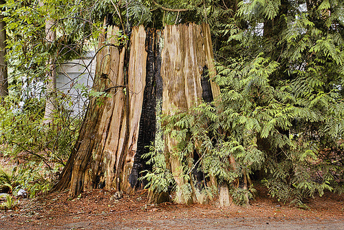 ipernity: Douglas Fir Stump – UBC Campus, Vancouver, B.C. - by Jonathan ...