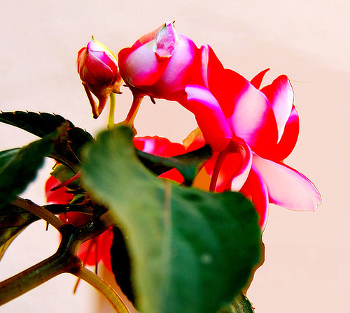 ipernity: Alegría - by Rafael