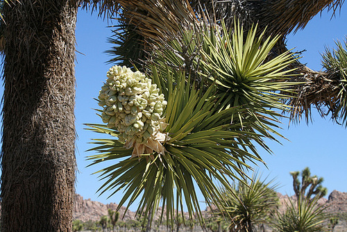 ipernity: Joshua Tree Bloom (3575) - by Ron's Log