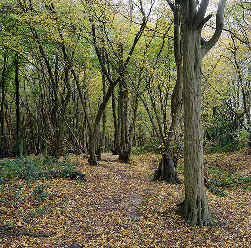 ipernity: Autumn woods at Lamer - by Kris Lockyear