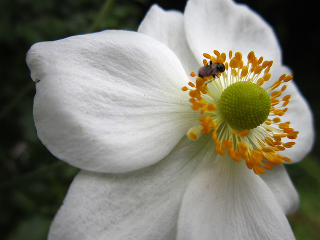 ipernity: Making nectar - by Jenny McIntyre