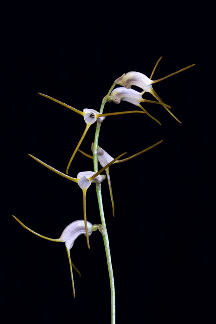 ipernity: Spilotantha chaetostoma - by RHH