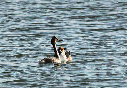 ipernity: Great Crested Grebes Mating Dance - by C.Rayz