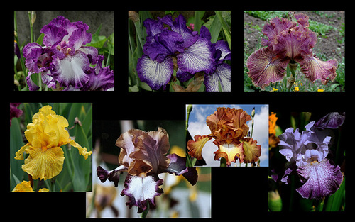 ipernity: Iris Plicatas - by neira-Dan
