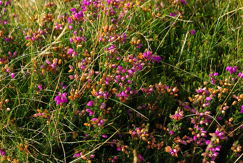 ipernity: IMGP1347 - by Colin Ashcroft