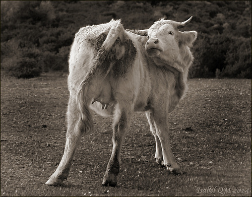 ipernity: LOL! Cow-troll? Or troll-cow? - by Xata