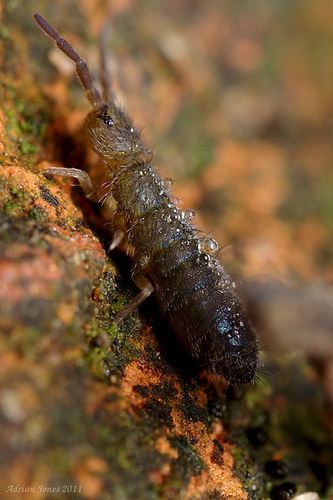 ipernity: Isotoma anglicana - by Adrian Jones