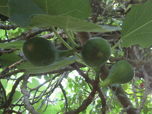 ipernity: Figs - by Jenny McIntyre