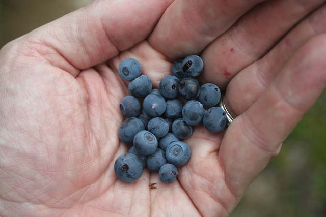 ipernity: Wild Blueberries - by RHH