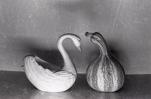 ipernity: Compatibility - Swan and Squash - by HaarFager
