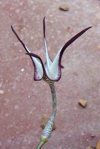 ipernity: Ceropegia stapliformis atypical flower - side view - by Ceropegia