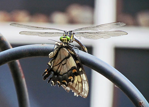 ipernity: Dragonfly eating a butterfly - by Ceropegia