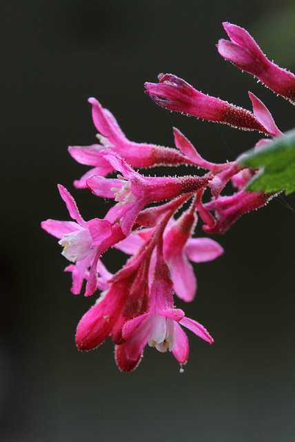 ipernity: Red-flowering Currant - by RHH