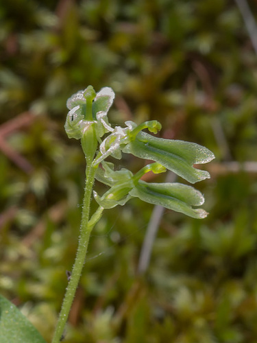 ipernity: Neottia borealis (Northern Twayblade orchid) - by Jim Fowler
