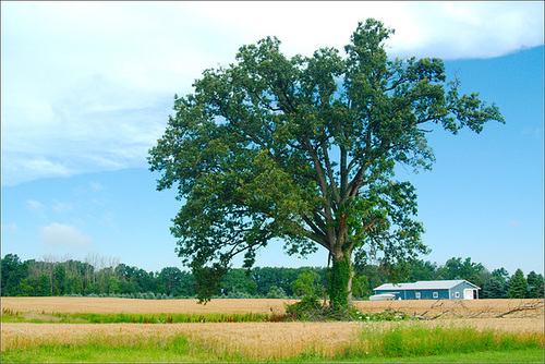 ipernity: A Tree in a Field - by Joel Dinda