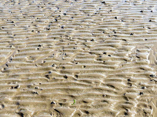 ipernity: Worm casts galore - by natureoncam aka Greg