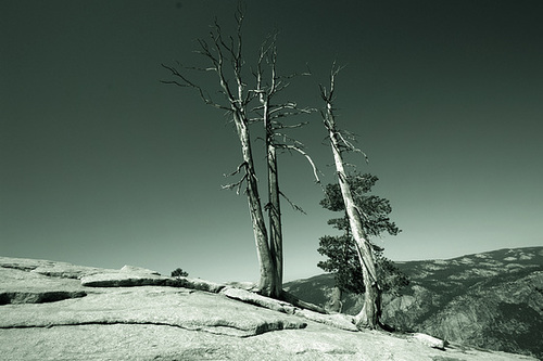 ipernity: mystic trees - by Sweetlife