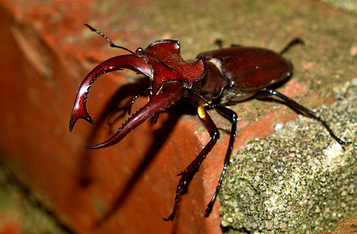 ipernity: RAAAR! - by Dutt Changgle