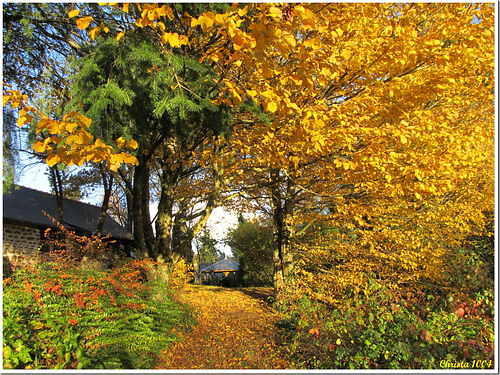 Ipernity Last Glimmers Of Autumn By Christa1004