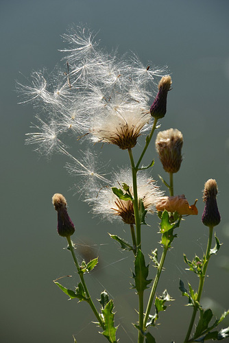 ipernity: DSN 2681(1)R - by Christian C