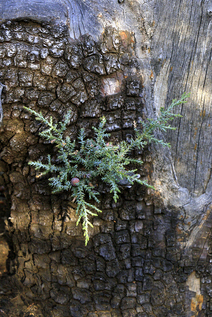 ipernity: Alligator Juniper - by RHH