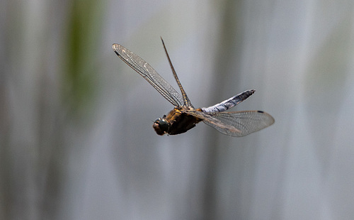 ipernity: Black tailed skimmer - by Maeluk