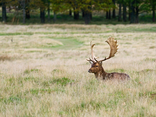 ipernity: Fallow Deer Stag (+PiP) - by Keith Burton