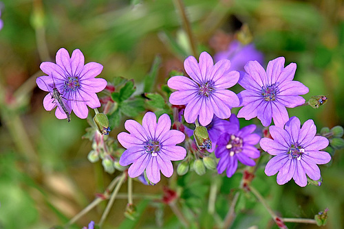 ipernity: DSN 5955(2)R - by Christian C