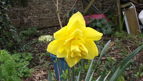 ipernity: Double headed daffodil - by Jenny McIntyre