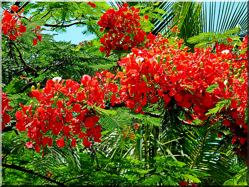 ipernity: Diego Suares - Sakalava Lodge - la fioritura del flamboyant = sta arrivando il Natale ...