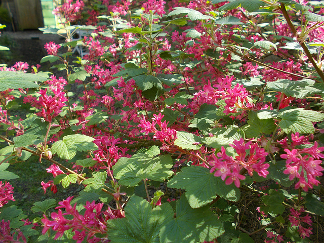 ipernity: SoS[22] - Red Currant - by StoneRoad2013