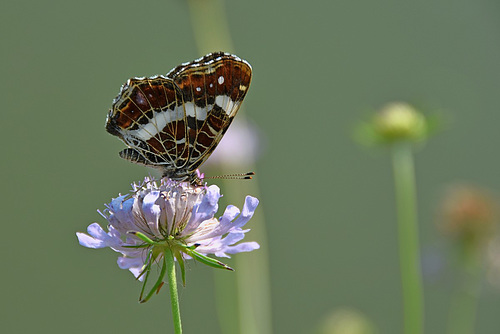 ipernity: DSN 8613(a)(1)R - by Christian C