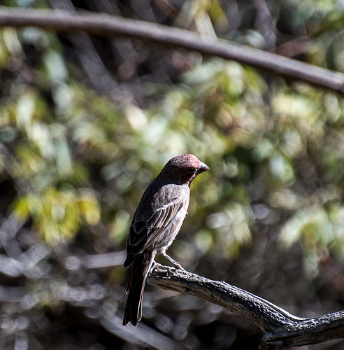 ipernity: Songbird.2jpg - by Maeluk
