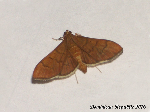 ipernity: DR088 Omiodes cuniculalis - by Tony James