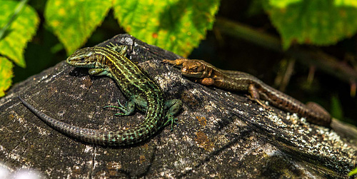 ipernity: Common lizards - by Maeluk