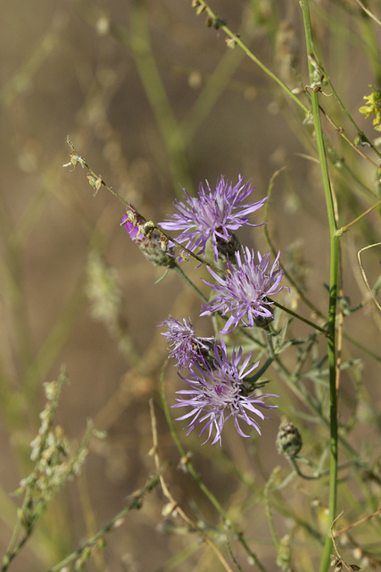 ipernity: Spotted Knapweed - by RHH