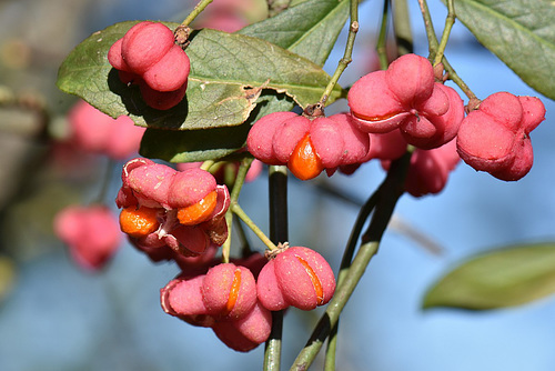 ipernity: DSN 5652(1)R - by Christian C