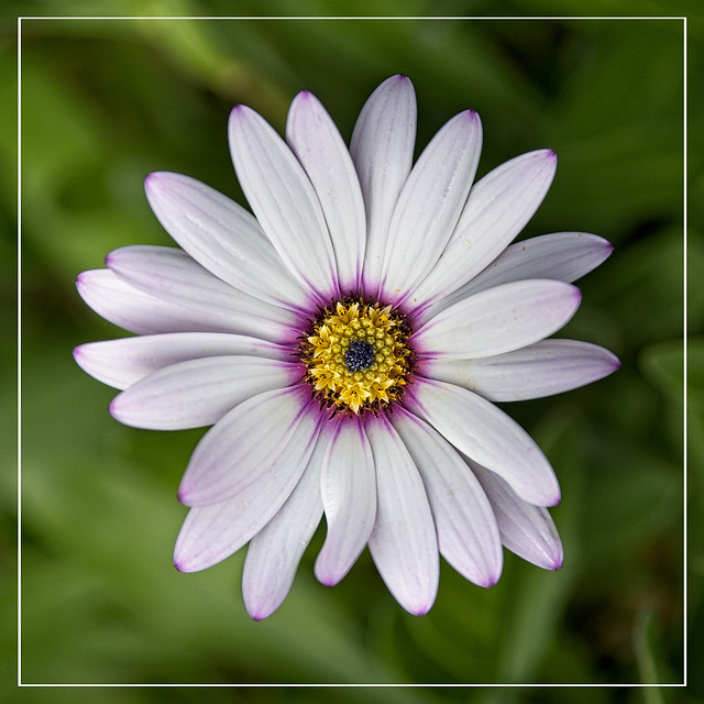ipernity: Osteospermum - by Keith Burton