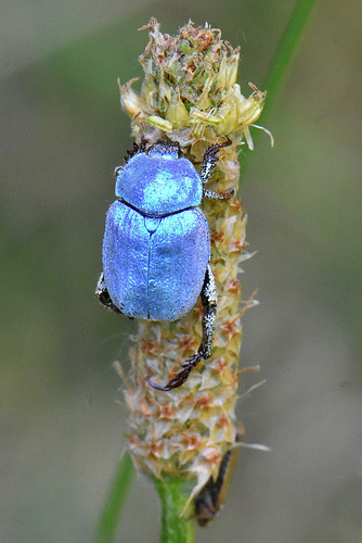 ipernity: DSN 6337(2)R - by Christian C