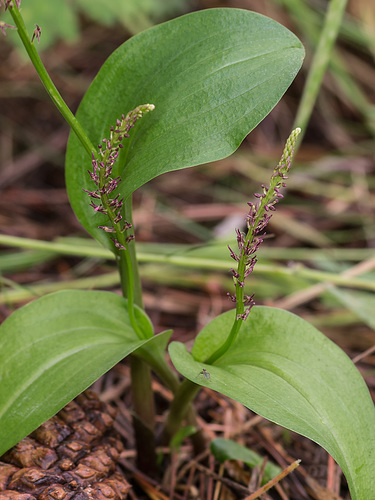 ipernity: Malaxis porphyrea (Purple Malaxis orchid) - by Jim Fowler