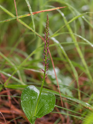 ipernity: Malaxis porphyrea (Purple Malaxis orchid) - by Jim Fowler