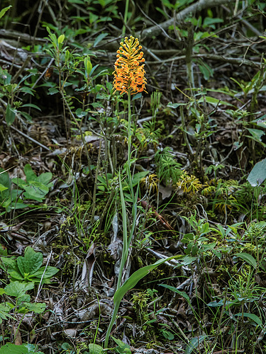 ipernity: Platanthera ciliaris (Yellow Fringed orchid) - by Jim Fowler