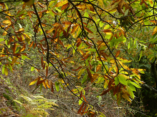 ipernity: 20241013 Rando Col de Bes (Cévennes) (28) - by Denis Ve