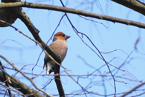 ipernity: Der Finkenkönig - The king of finches - by cammino